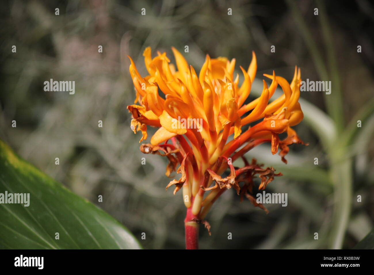 Burbidgea scheizocheila 'Golden Brush' orange flower, Dwarf ginger ...