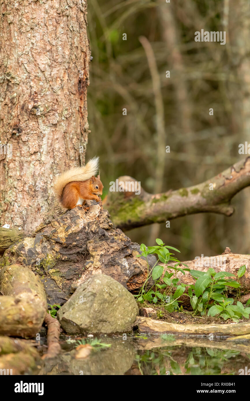 Red squirrel (Sciurus vulgaris) on a pile of logs in woodland Stock ...
