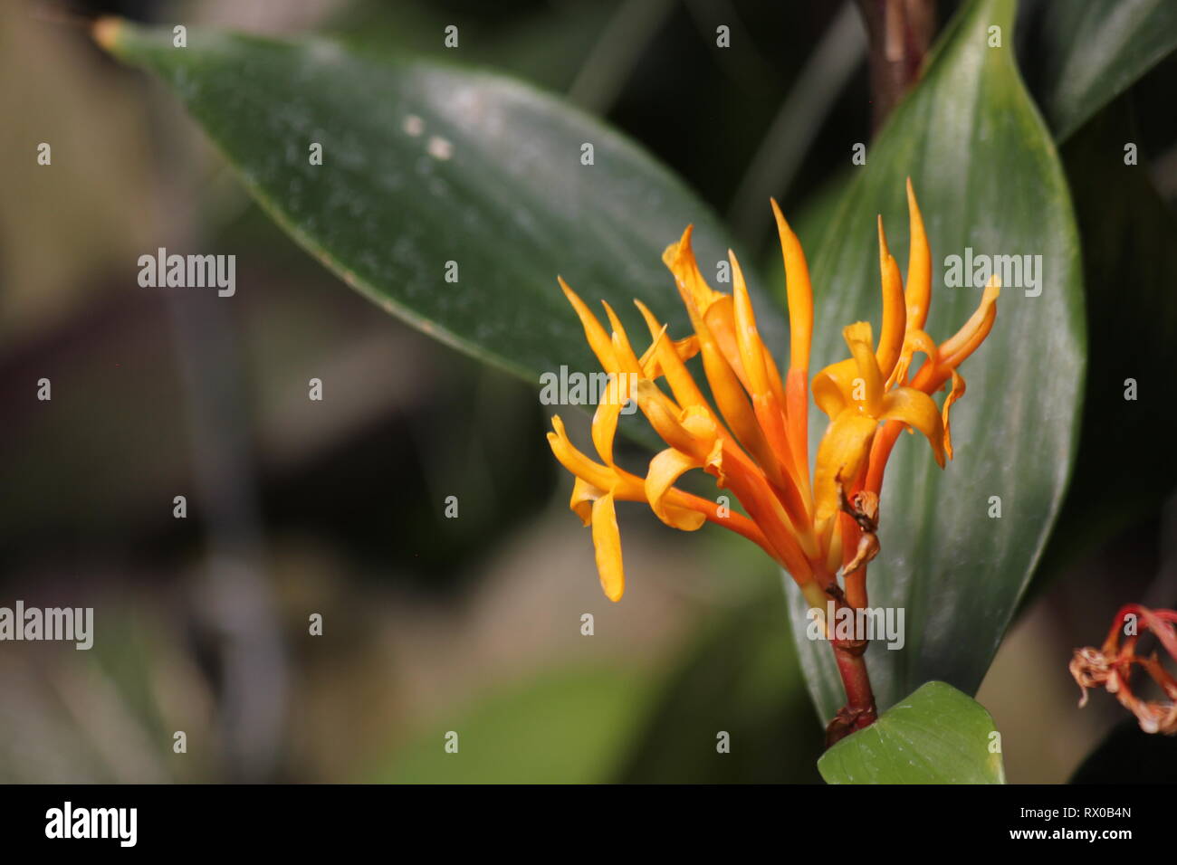 Dwarf neon hi-res stock photography and images - Alamy