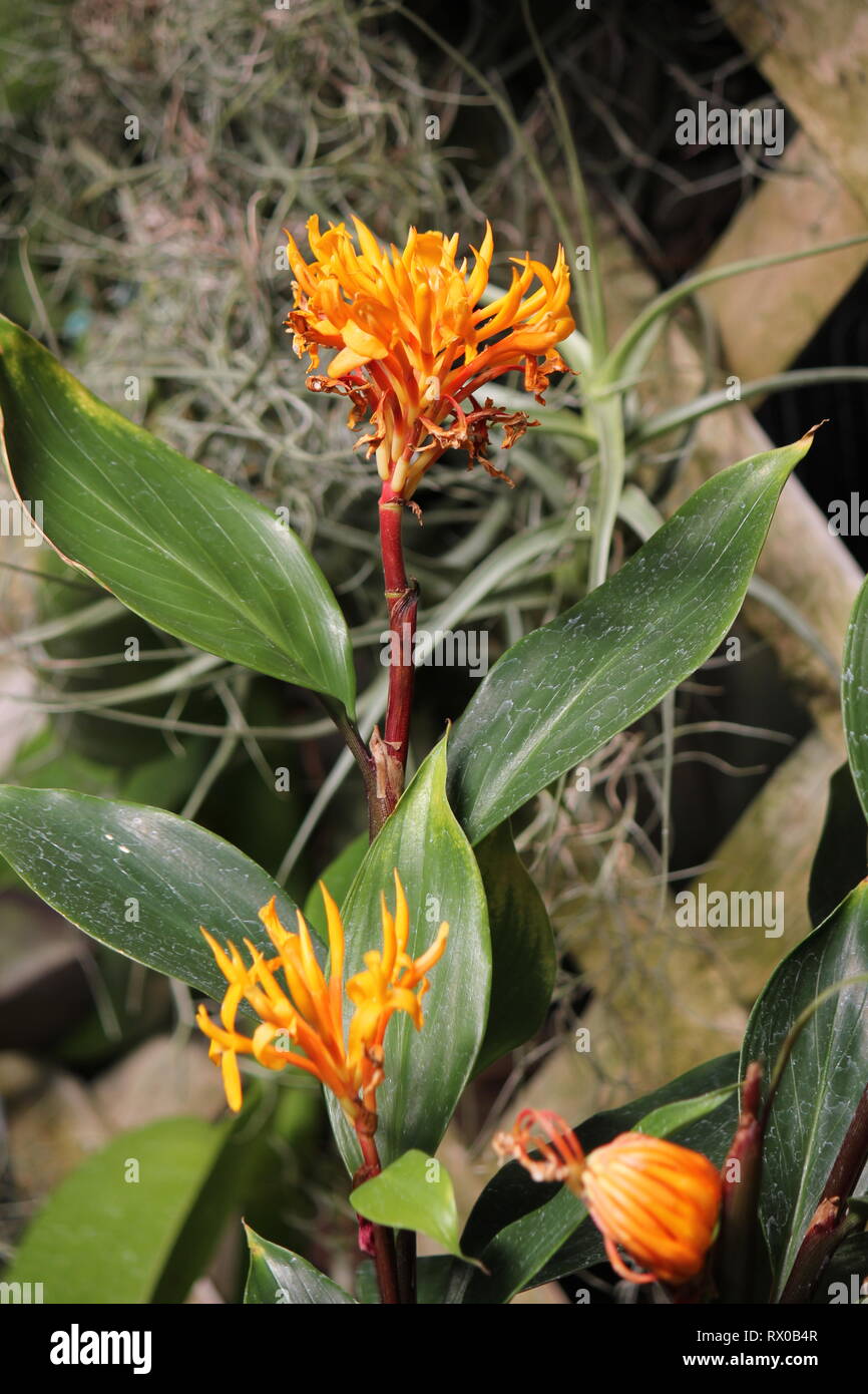 Golden brush golden ginger burbidgea hi-res stock photography and ...