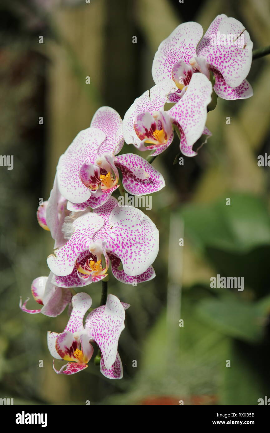 Beautiful, stunning moth orchid, 蝴蝶兰属, hu die lan shu, Polychilos ...