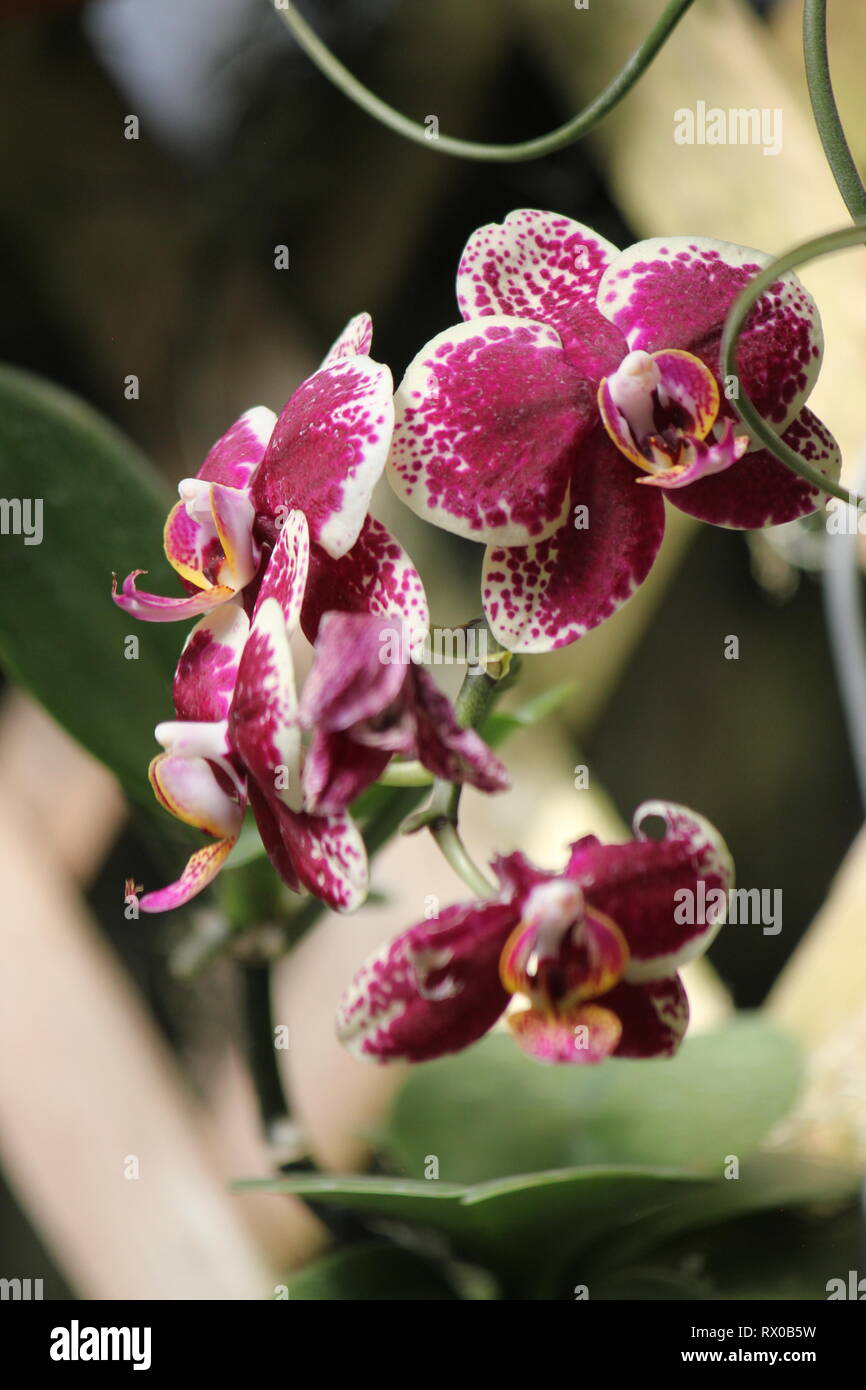 Beautiful, stunning moth orchid, 蝴蝶兰属, hu die lan shu, Polychilos ...