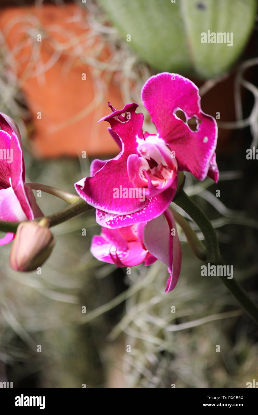 Beautiful, stunning moth orchid, 蝴蝶兰属, hu die lan shu, Polychilos ...