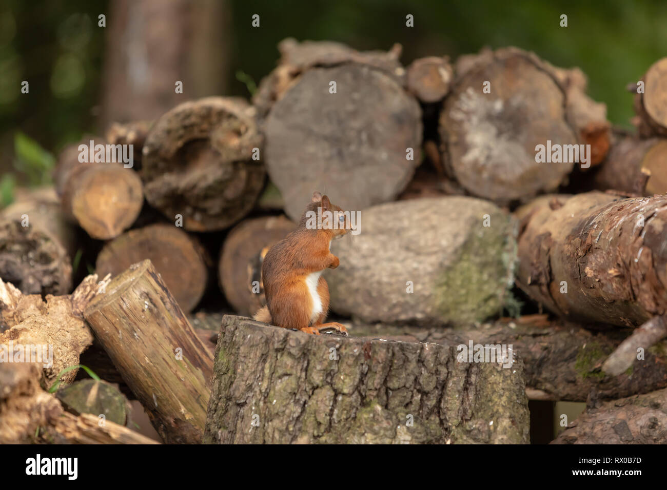 Red squirrel (Sciurus vulgaris) on a pile of logs in woodland Stock ...