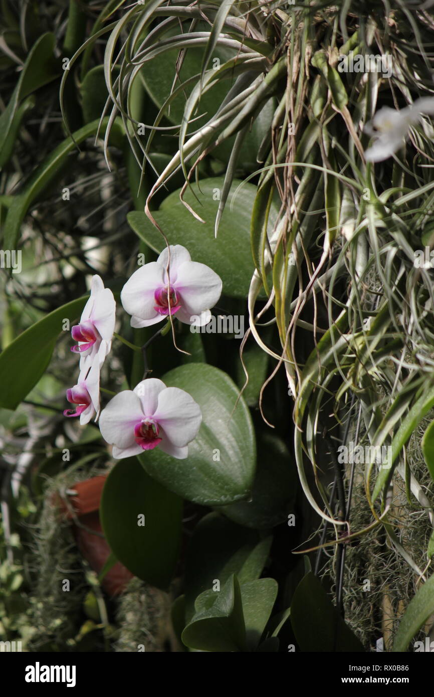 Beautiful, stunning moth orchid, 蝴蝶兰属, hu die lan shu, Polychilos ...