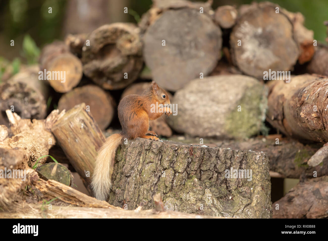 Red squirrel (Sciurus vulgaris) on a pile of logs in woodland Stock ...