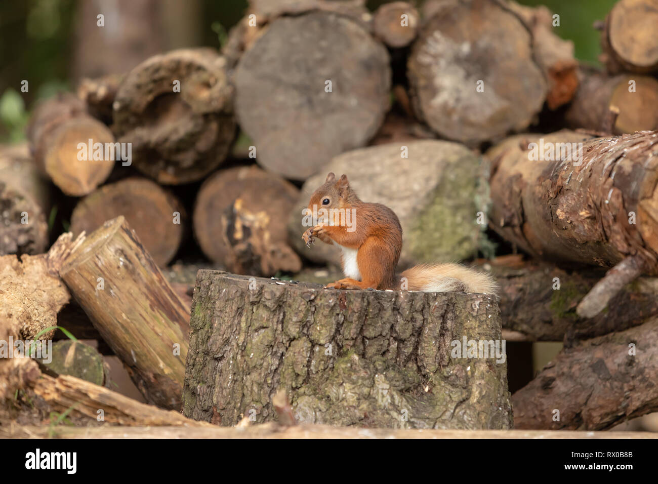 Red squirrel (Sciurus vulgaris) on a pile of logs in woodland Stock ...