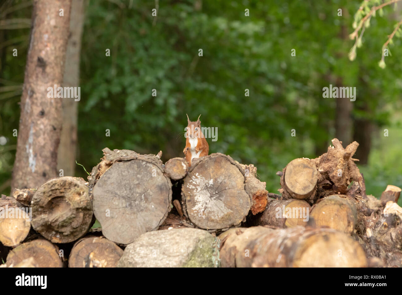Red squirrel (Sciurus vulgaris) on a pile of logs in woodland Stock ...