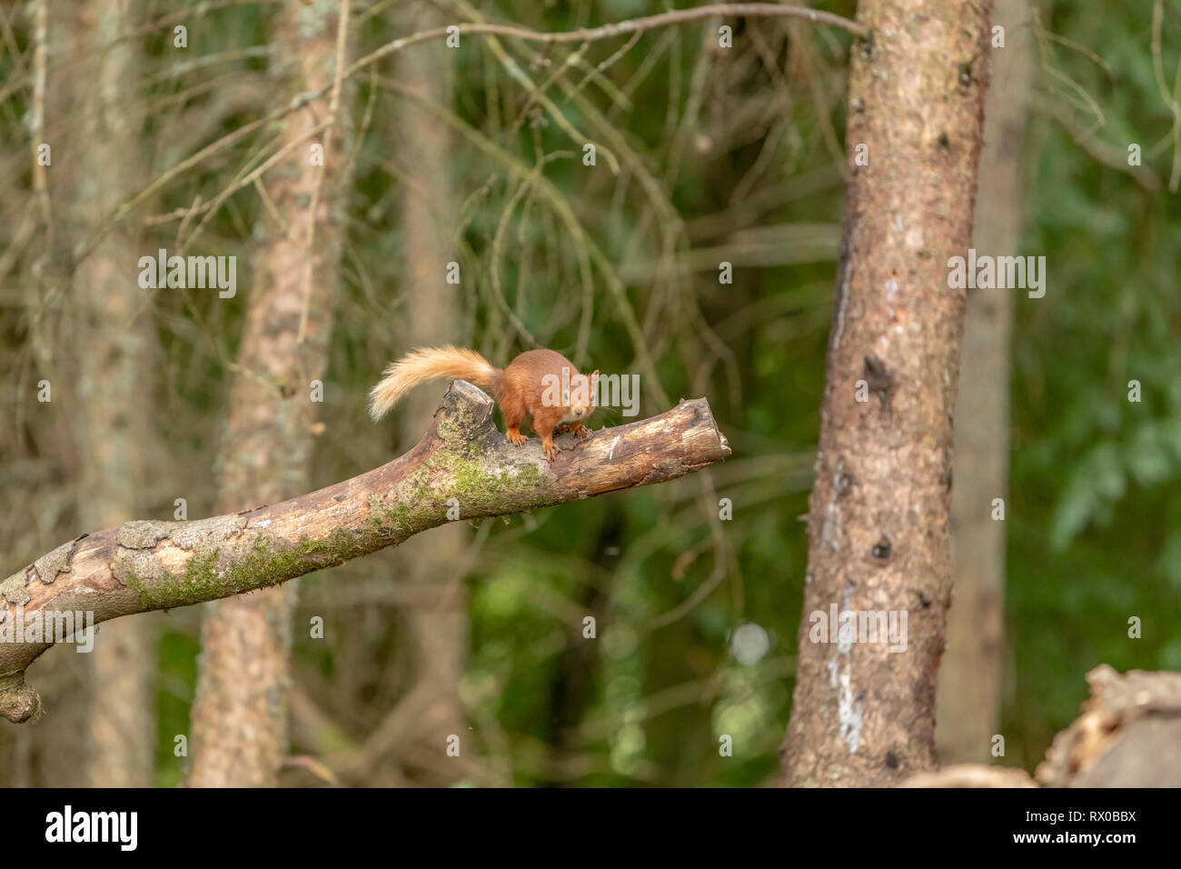 Red Squirrel (Sciurus vulgaris) on a tree branch Stock Photo - Alamy