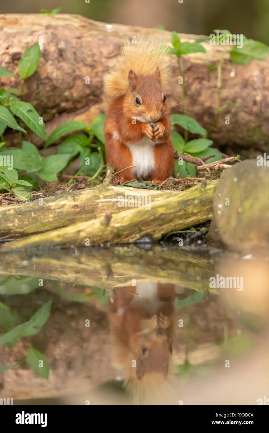 Red squirrel (Sciurus vulgaris) reflected in a woodland pool Stock ...