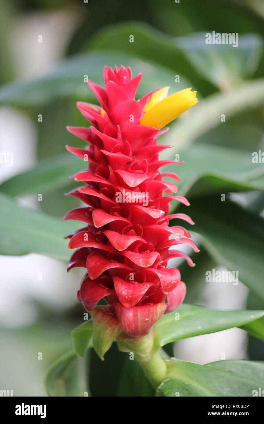 Costus Species, Red Tower Ginger, Costus barbatus, Red Velvet Ginger ...