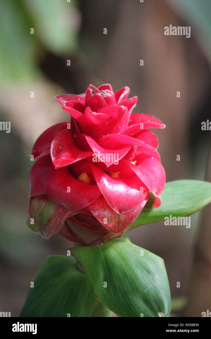 Costus Species, Red Tower Ginger, Costus barbatus, Red Velvet Ginger ...