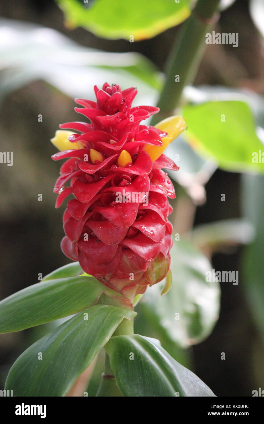 Costus Species, Red Tower Ginger, Costus barbatus, Red Velvet Ginger ...
