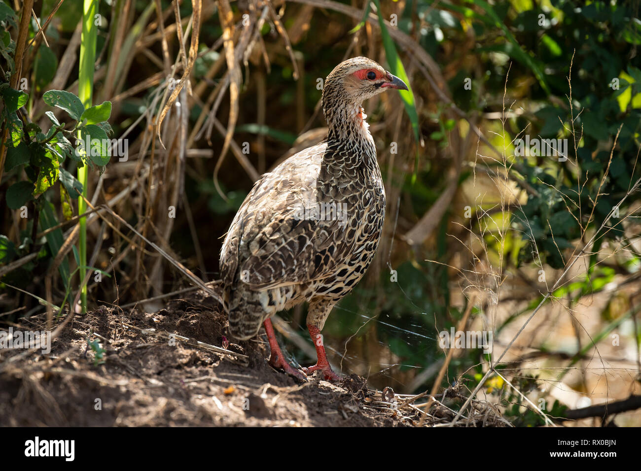 Clapperton's francolin, francolinus clappertoni, Kidepo Valley National ...