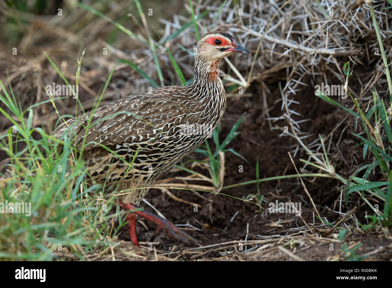 Clapperton's francolin, francolinus clappertoni, Kidepo Valley National ...