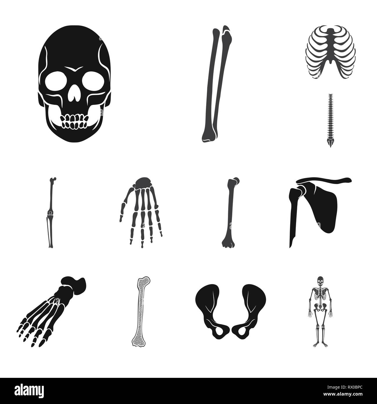 skull,femur,rib,knee,wrist,foot,hip,musculoskeletal,death,cage,spine ...