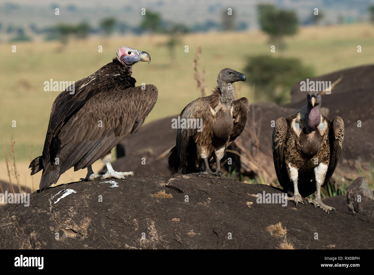 Lappet-faced vulture (Torgos tracheliotos), white-backed vulture (Gyps ...