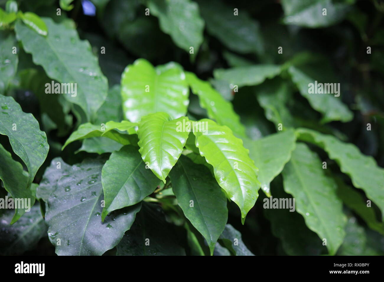 Coffee leaves, coffea arabica, Rubiaceae, African plant Stock Photo - Alamy