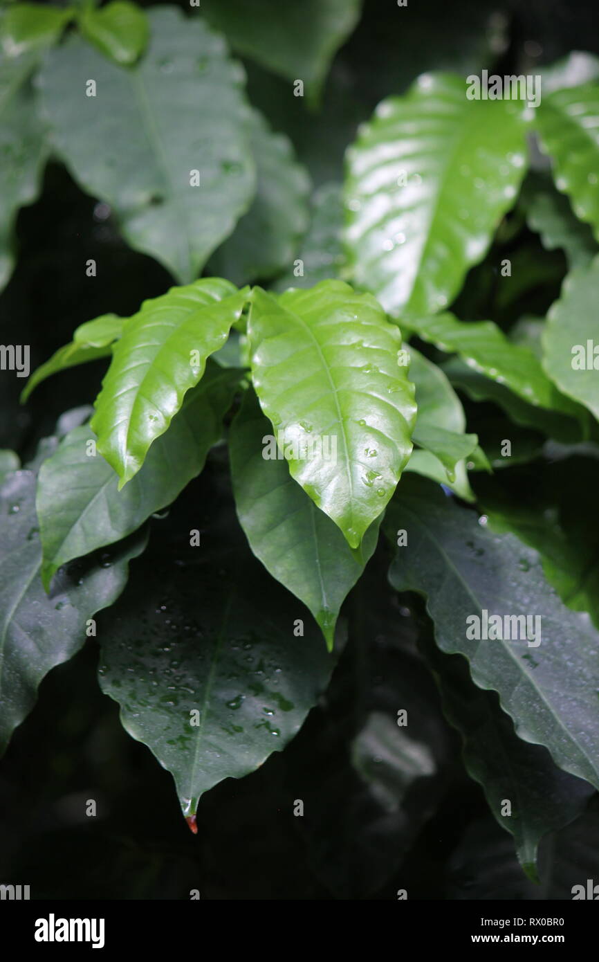 Coffee leaves, coffea arabica, Rubiaceae, African plant Stock Photo - Alamy