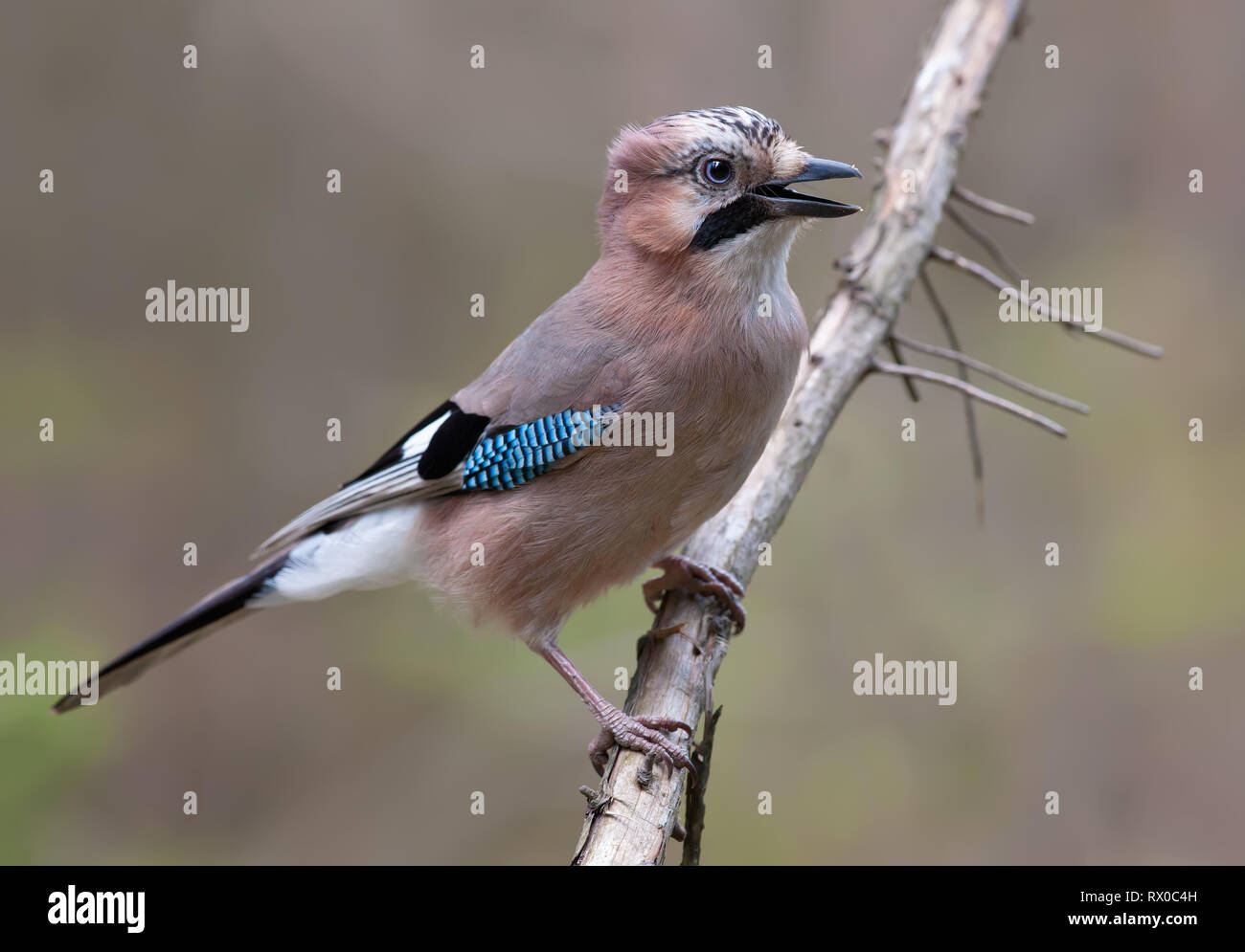 Eurasian jay garrulus glandarius bird hi-res stock photography and ...