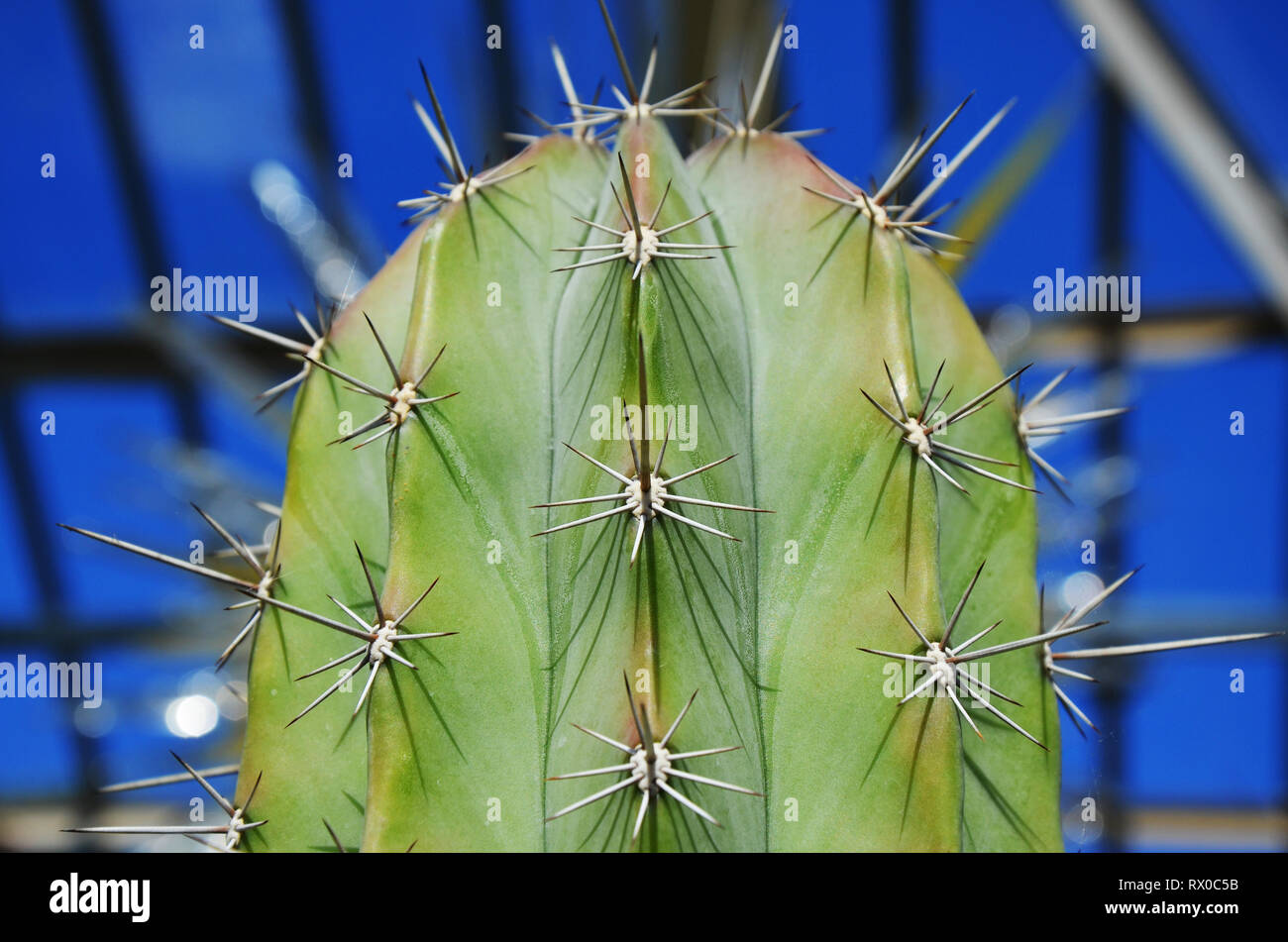 Blue spotlight background hi-res stock photography and images - Alamy