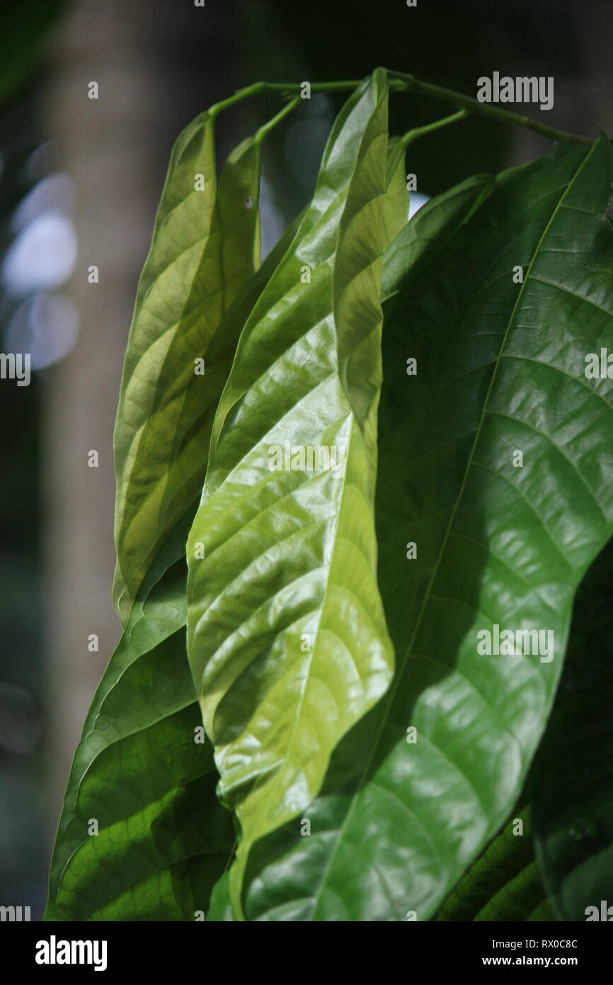 Theobroma cacao, cocoa tree plant leaves on the stem growing in the ...
