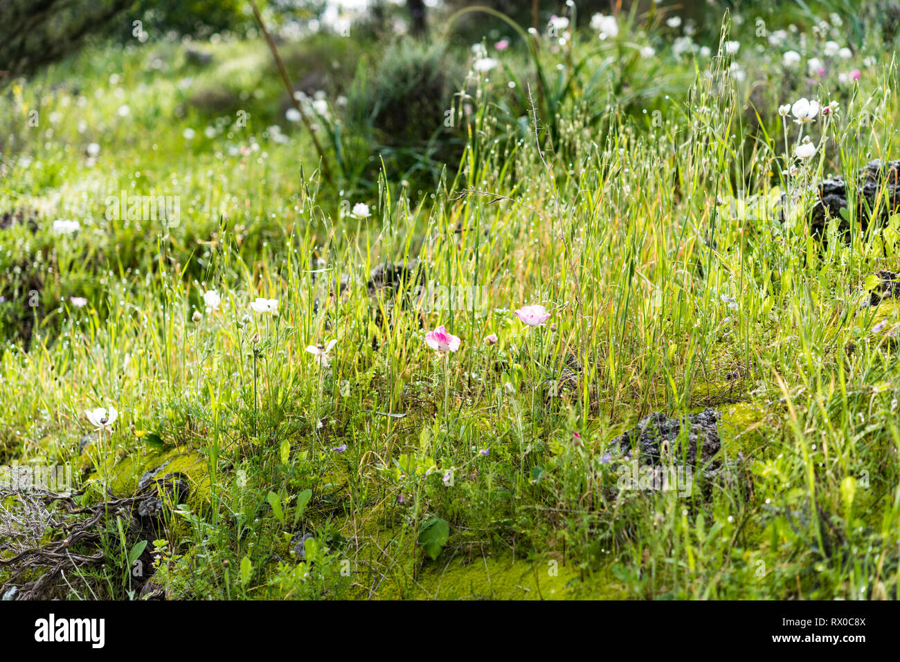 Morning dew forest wild herbs plants and grass Stock Photo - Alamy