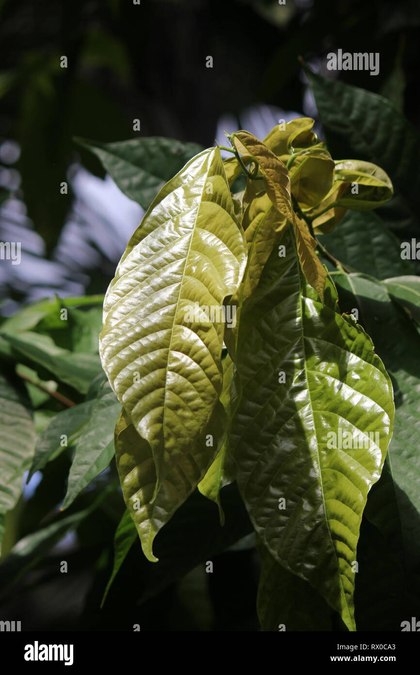 Theobroma cacao, cocoa tree plant leaves on the stem growing in the ...