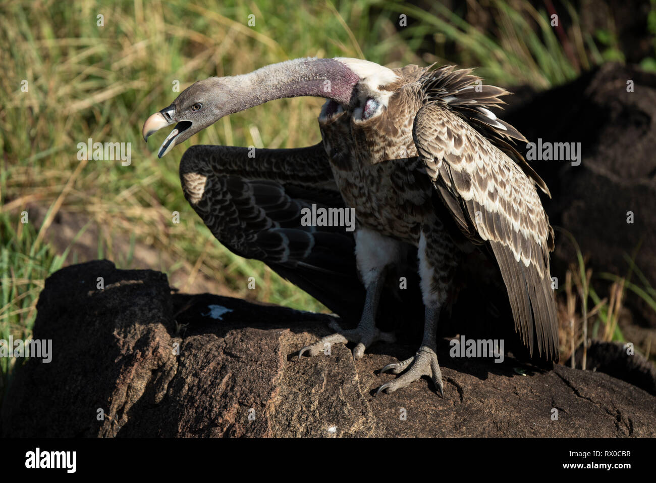 Rüppell's vulture (Gyps rueppellii), Kidepo Valley National Park ...