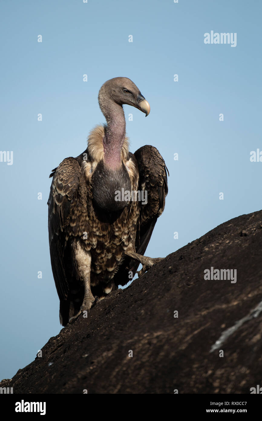 Rüppell's vulture (Gyps rueppellii), Kidepo Valley National Park ...