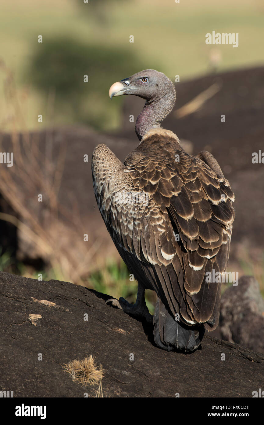 Rüppell's vulture (Gyps rueppellii), Kidepo Valley National Park ...