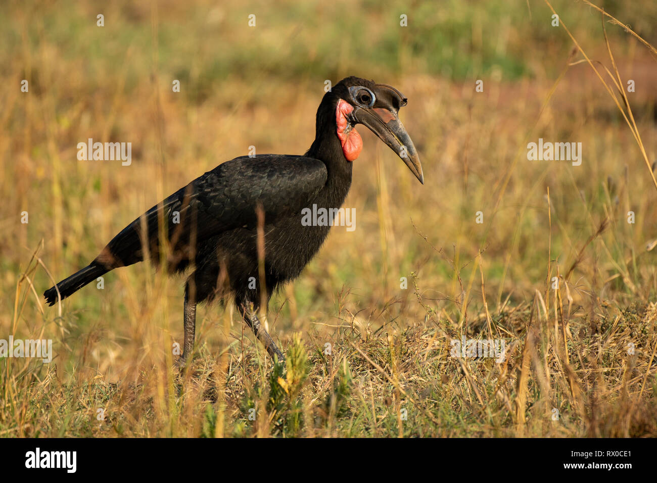 Male Abyssinian ground hornbill, Bucorvus abyssinicus, Kidepo Valley ...