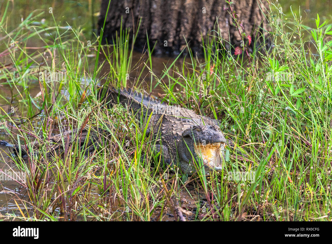 Crocodile hiding in grass. Yala National Park. Sri Lanka Stock Photo ...
