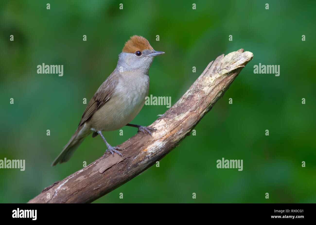 Perched eurasian blackcap hi-res stock photography and images - Alamy