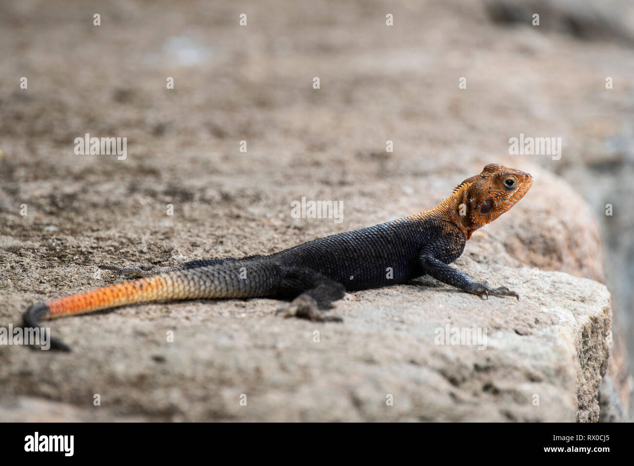 Agama lizard, Kidepo Valley National Park, Uganda Stock Photo - Alamy