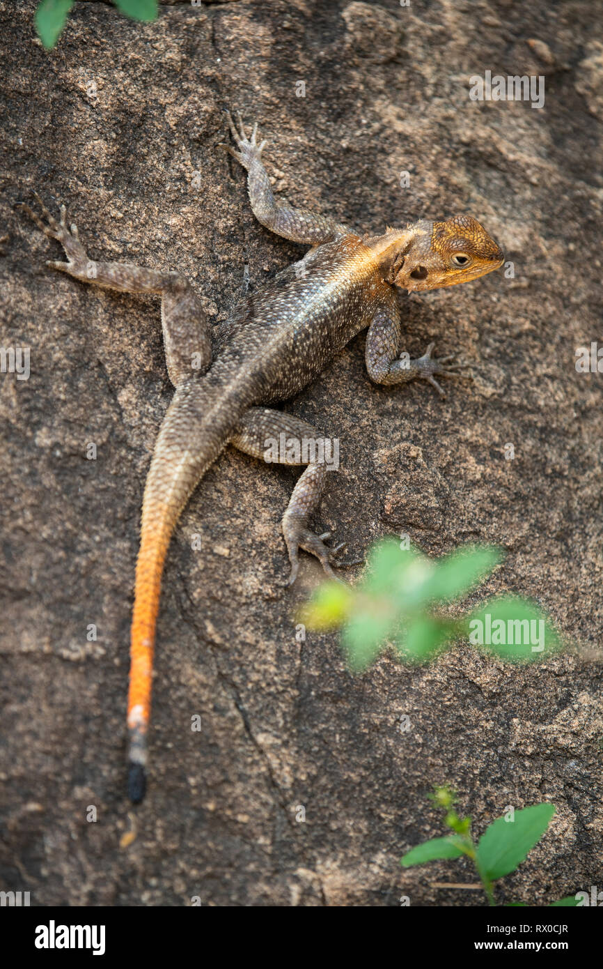Agama lizard, Kidepo Valley National Park, Uganda Stock Photo - Alamy
