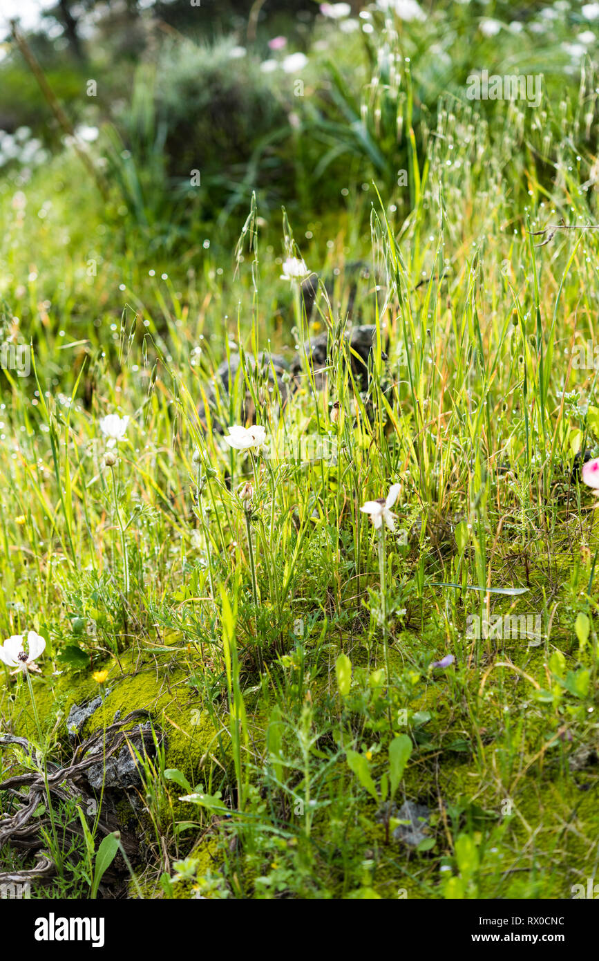 Morning dew forest wild herbs plants and grass Stock Photo - Alamy