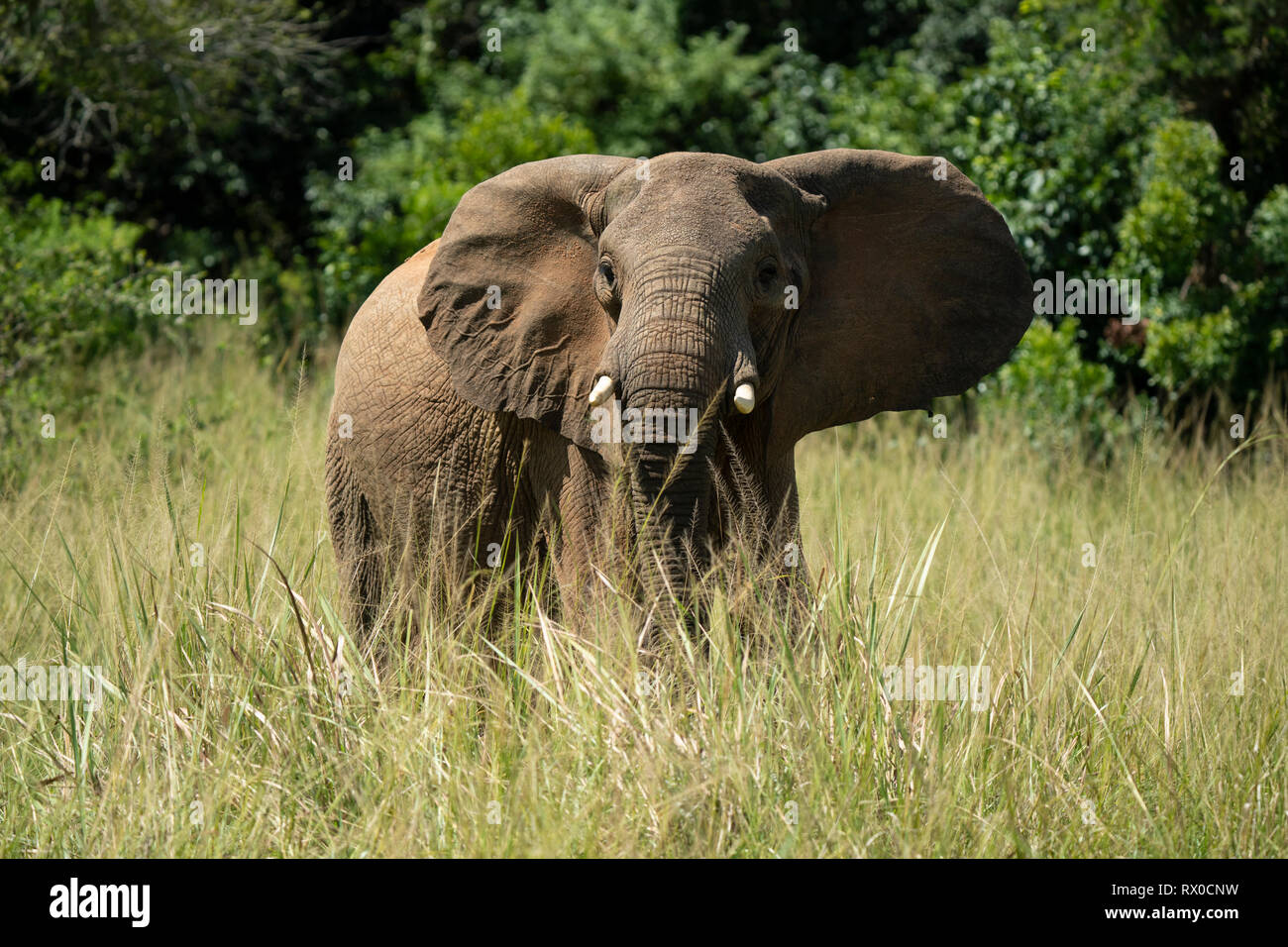 African elephant on the bank of the Nile River, Loxodonta africana ...