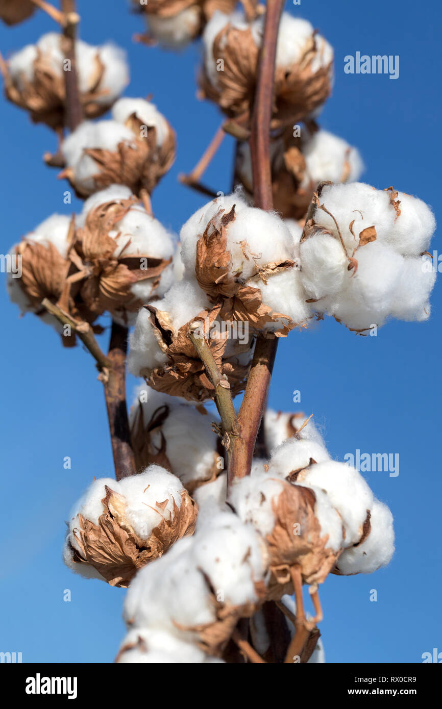 cotton branch against blue sky Stock Photo - Alamy