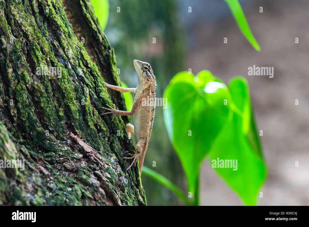Common garden lizard. Sri Lanka Stock Photo - Alamy