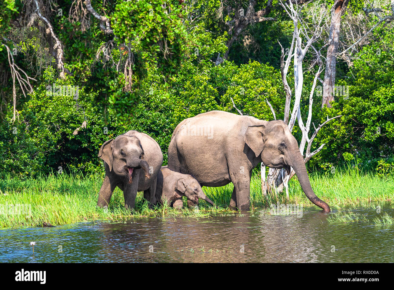 Asian elephant. Yala National Park. Sri Lanka Stock Photo - Alamy
