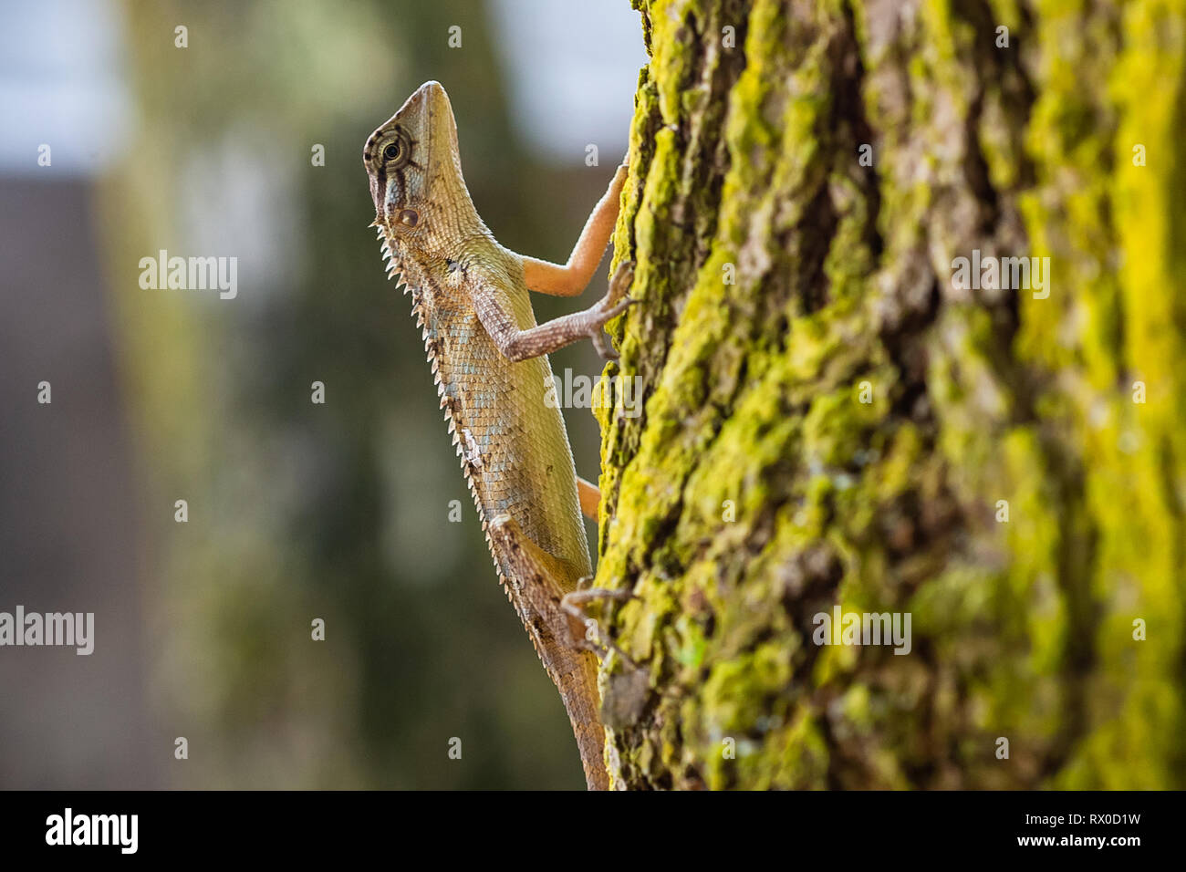 Common garden lizard. Sri Lanka Stock Photo - Alamy