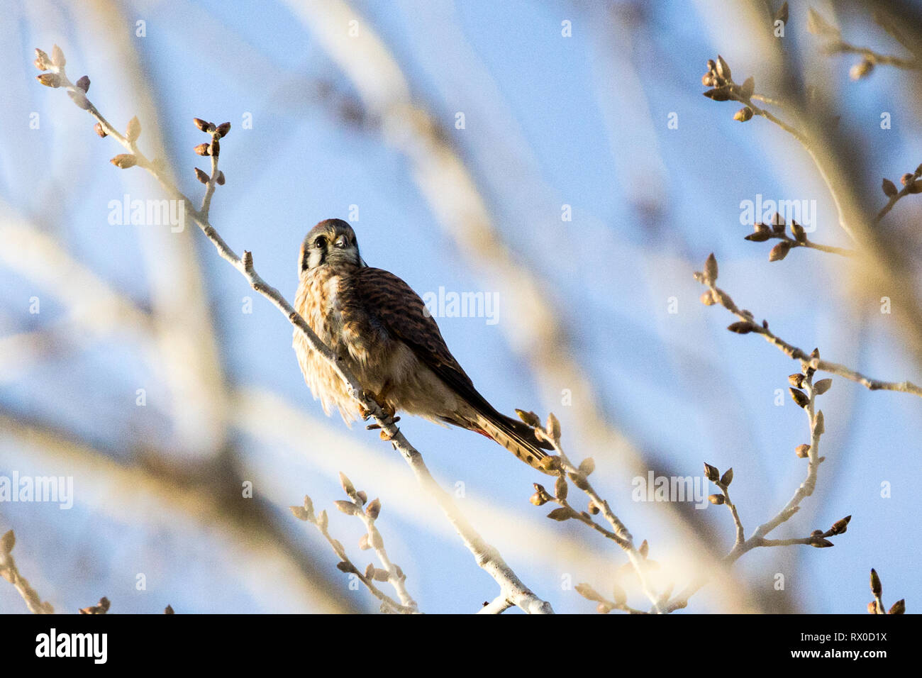 American kestrel sitting on a branch high in a tree Stock Photo - Alamy