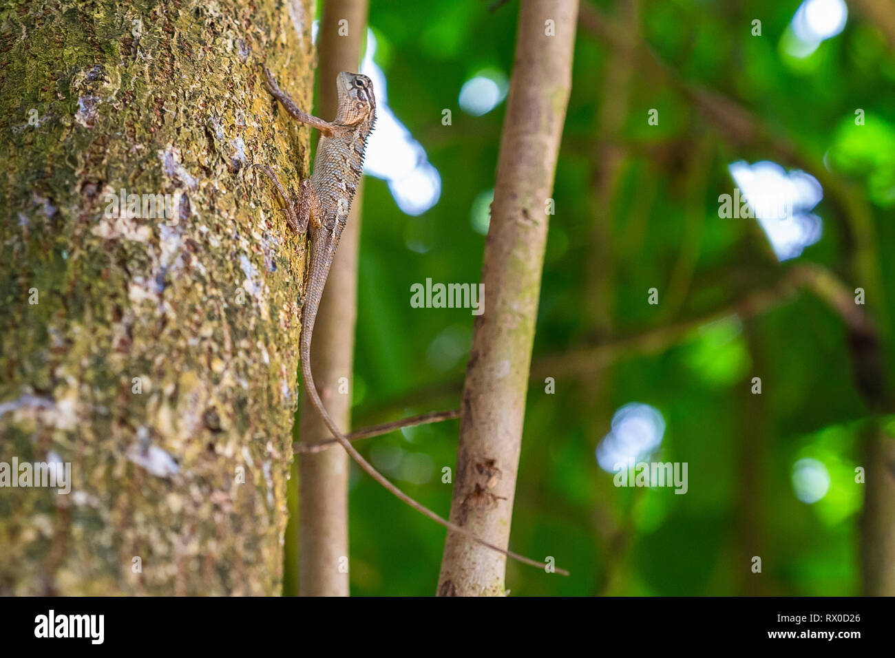 Common garden lizard. Sri Lanka Stock Photo - Alamy