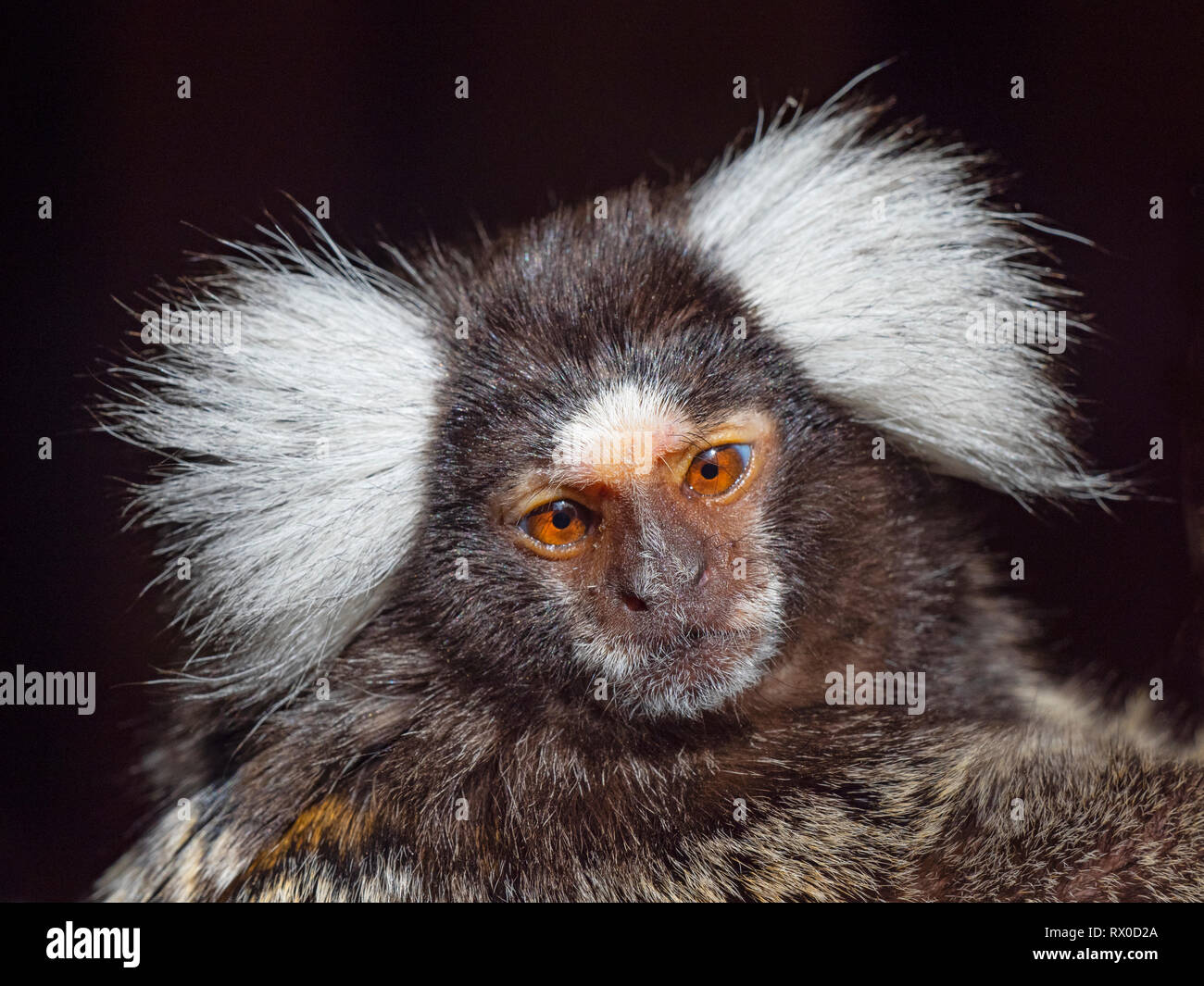Common marmoset Callithrix jacchus CAPTIVE Stock Photo - Alamy