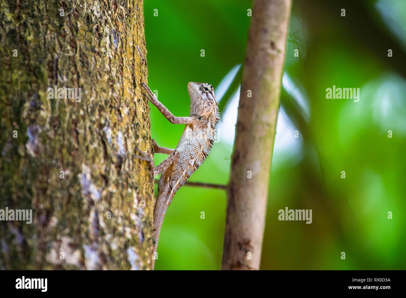 Common garden lizard. Sri Lanka Stock Photo - Alamy
