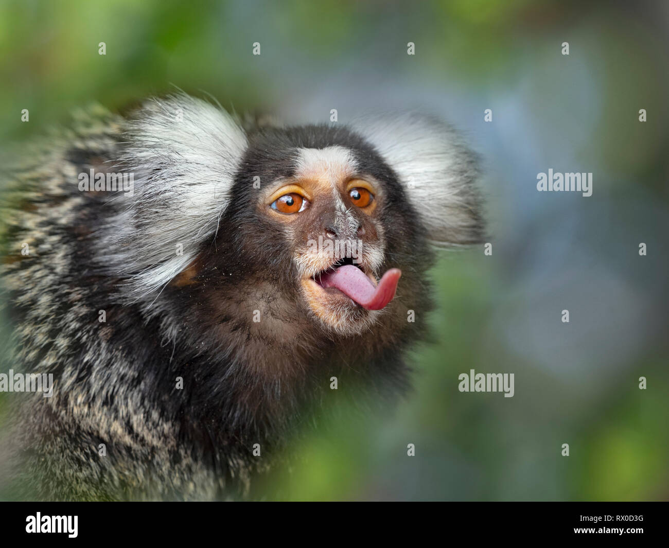 Common marmoset Callithrix jacchus CAPTIVE Stock Photo - Alamy