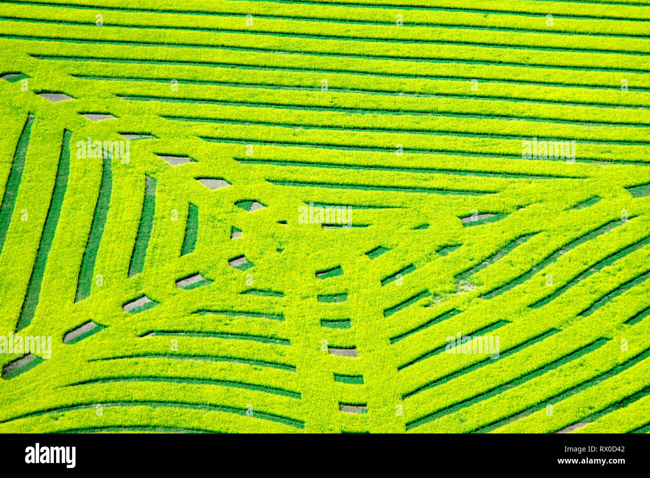 aerial, canola 'crop art', Cutknife, Saskatchewan Stock Photo - Alamy