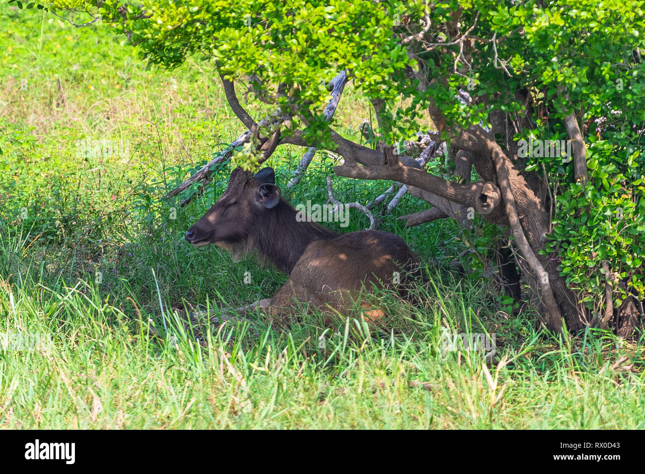 Sambar deer. Yala National Park. Sri Lanka Stock Photo - Alamy