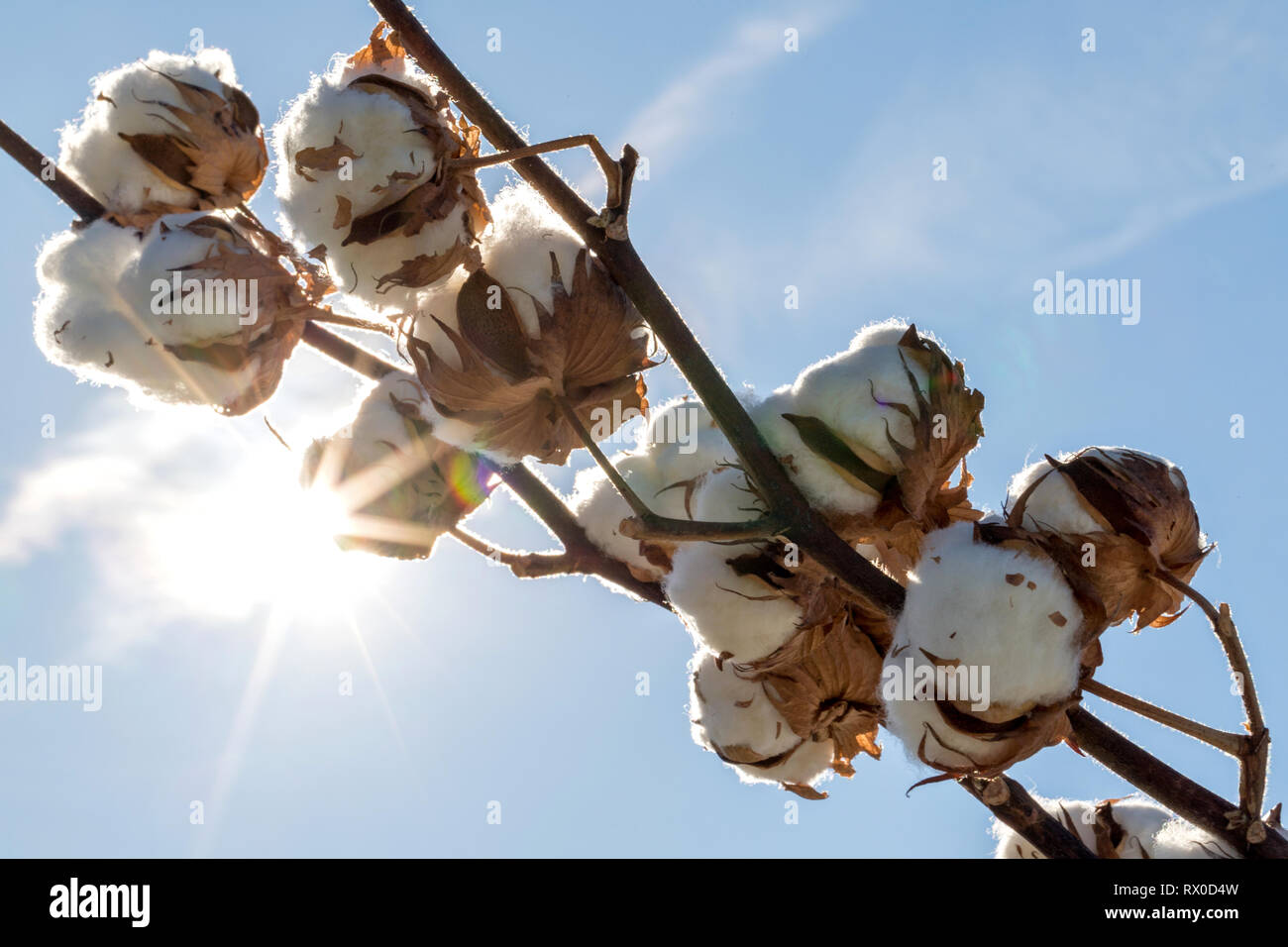 Cotton ball tree hi-res stock photography and images - Alamy